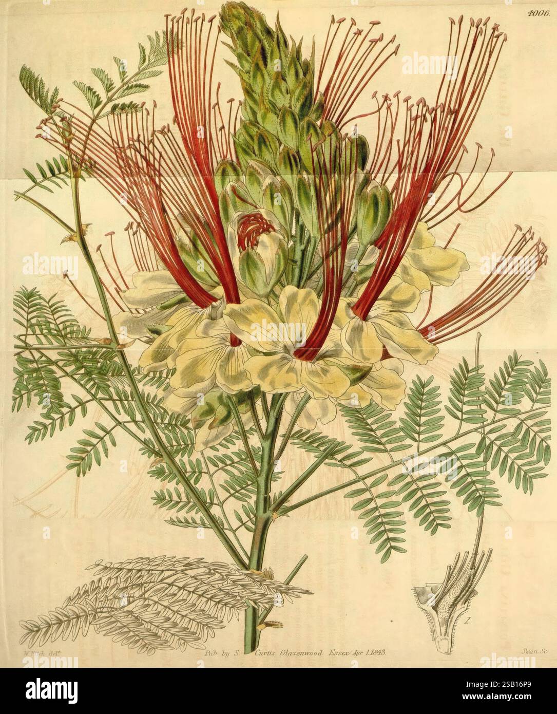 Curtis's Botanical Magazine, London, New York, Botanical Illustration ...