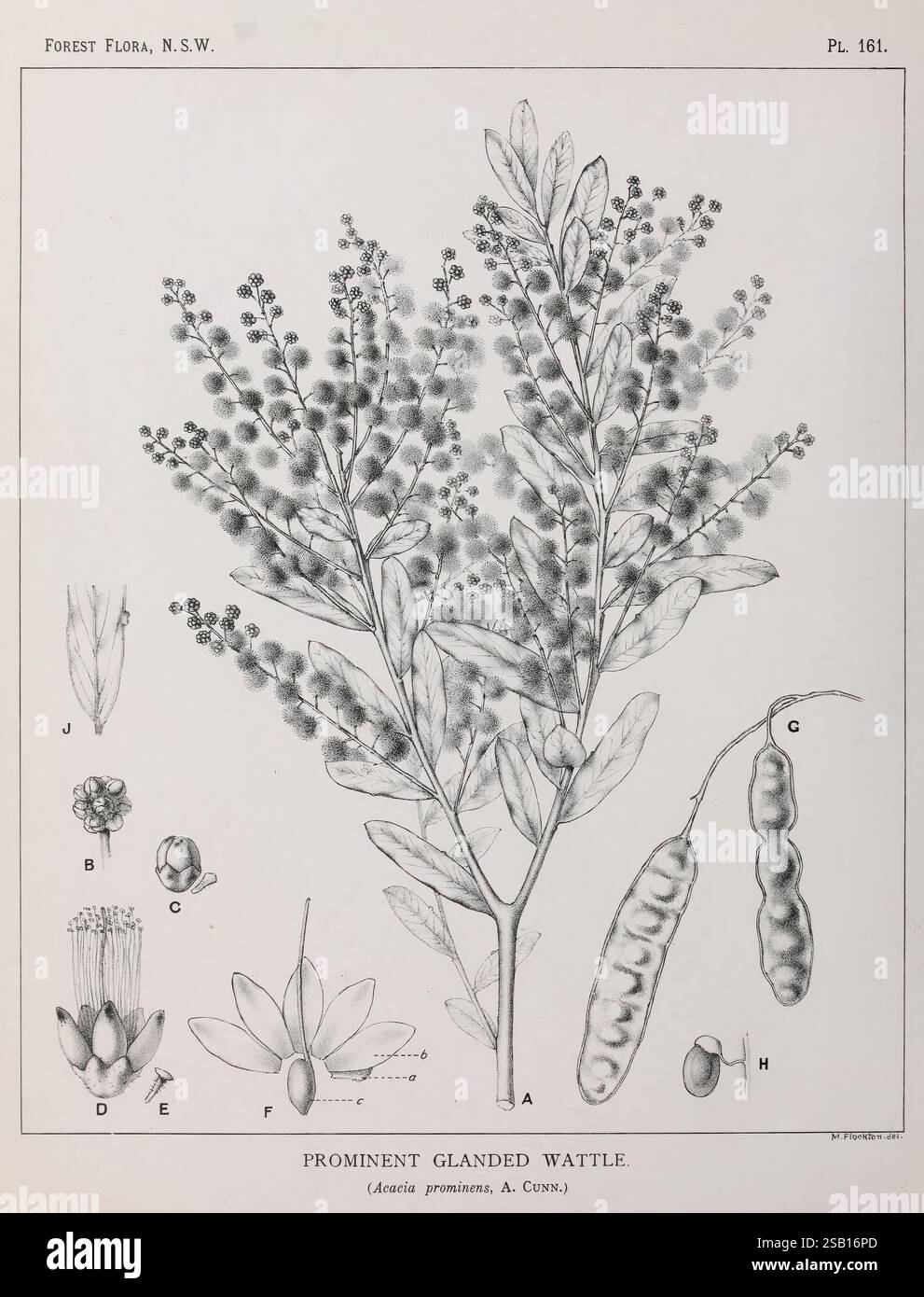 The forest flora of New South Wales, Sydney, W. A. Gullick, 1902-1925 ...