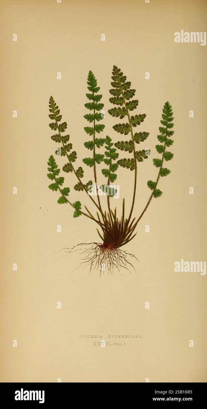 Ferns: British and exotic 1856-60, ferns, Depicting the delicate form ...