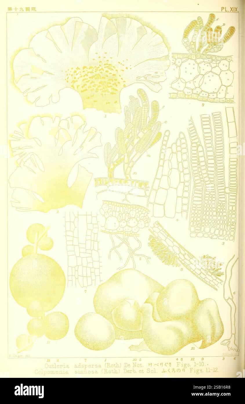 Icones of Japanese algae, Tokyo, Kazamashobo 1907-1942, algae, botany ...