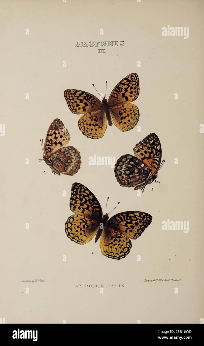 The butterflies of North America Philadelphia, American Entomological ...