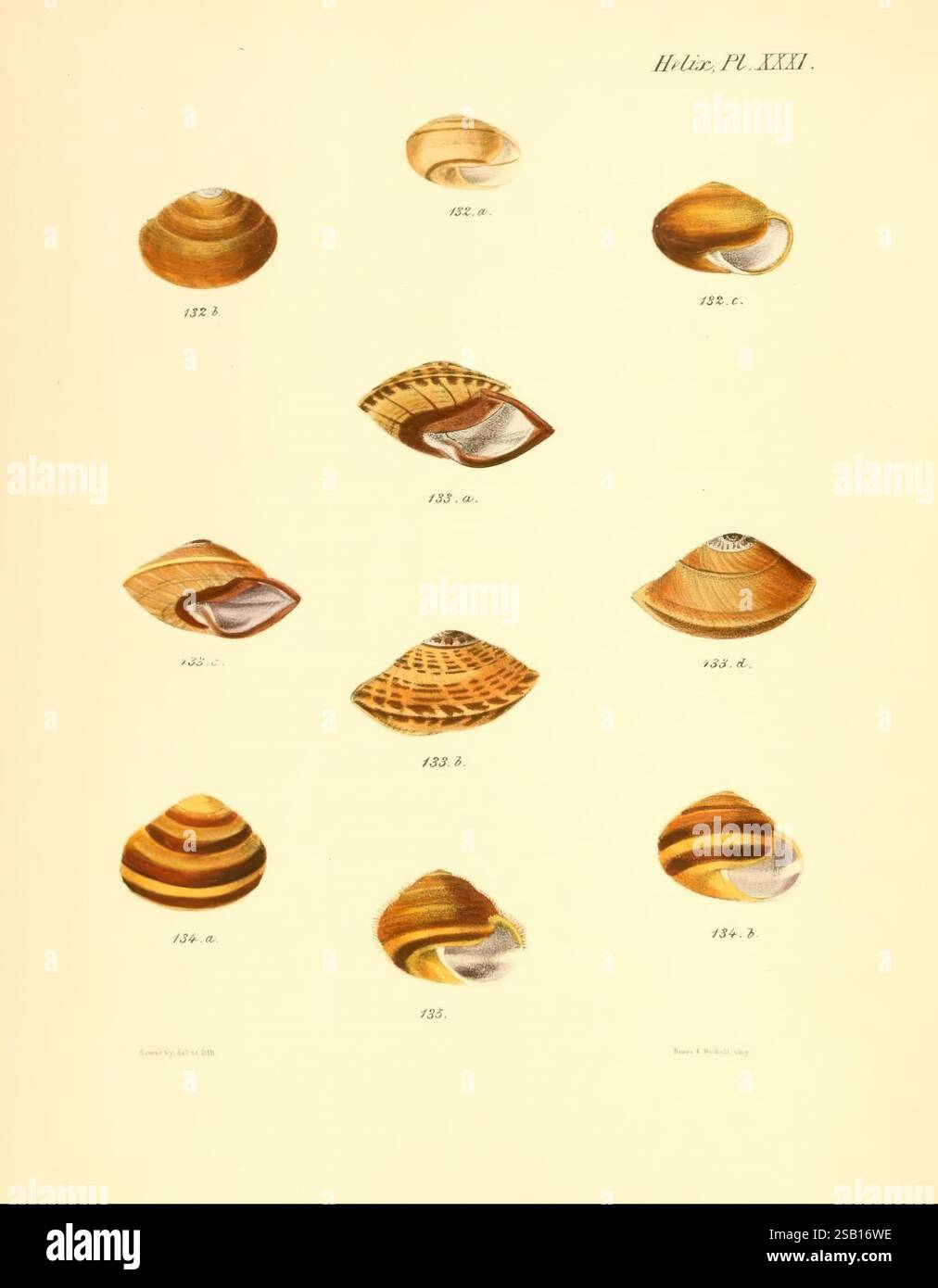 Top row showcases three shells hi-res stock photography and images - Alamy