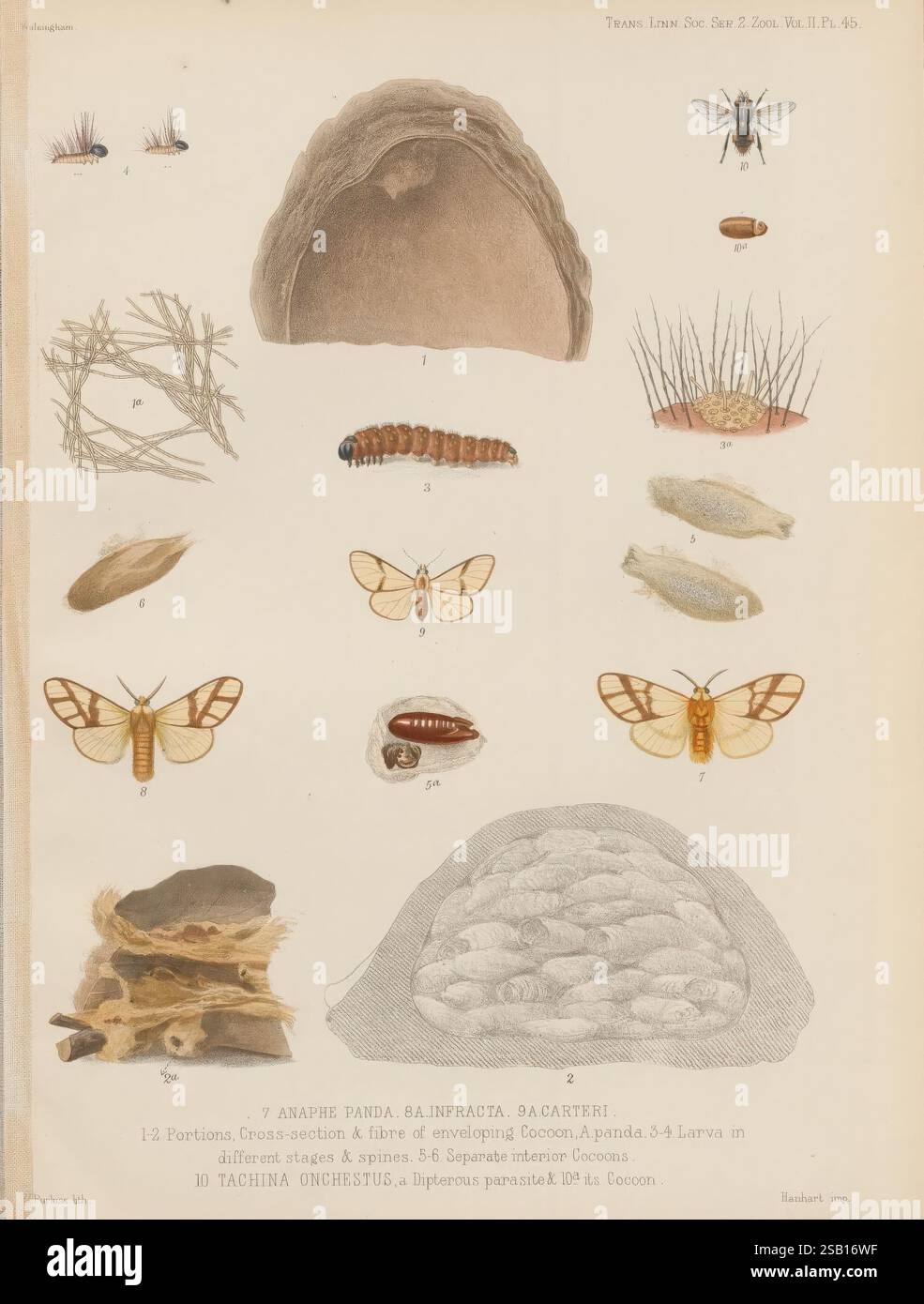 Shown in multiple stages of development hi-res stock photography and ...