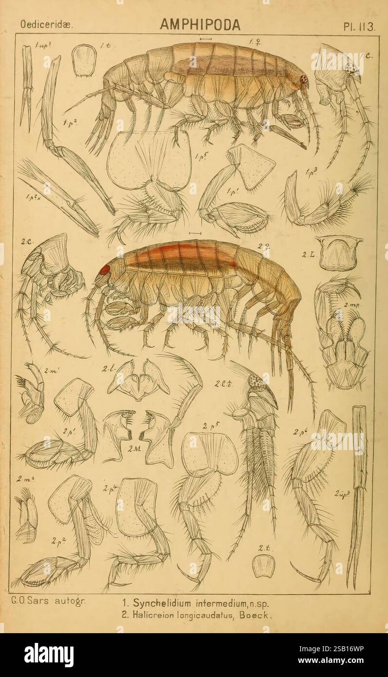 Additional nomenclature hi-res stock photography and images - Alamy