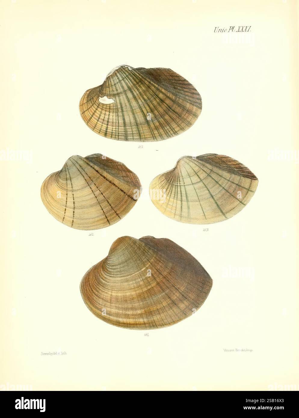 Pronounced radial pattern hi-res stock photography and images - Alamy