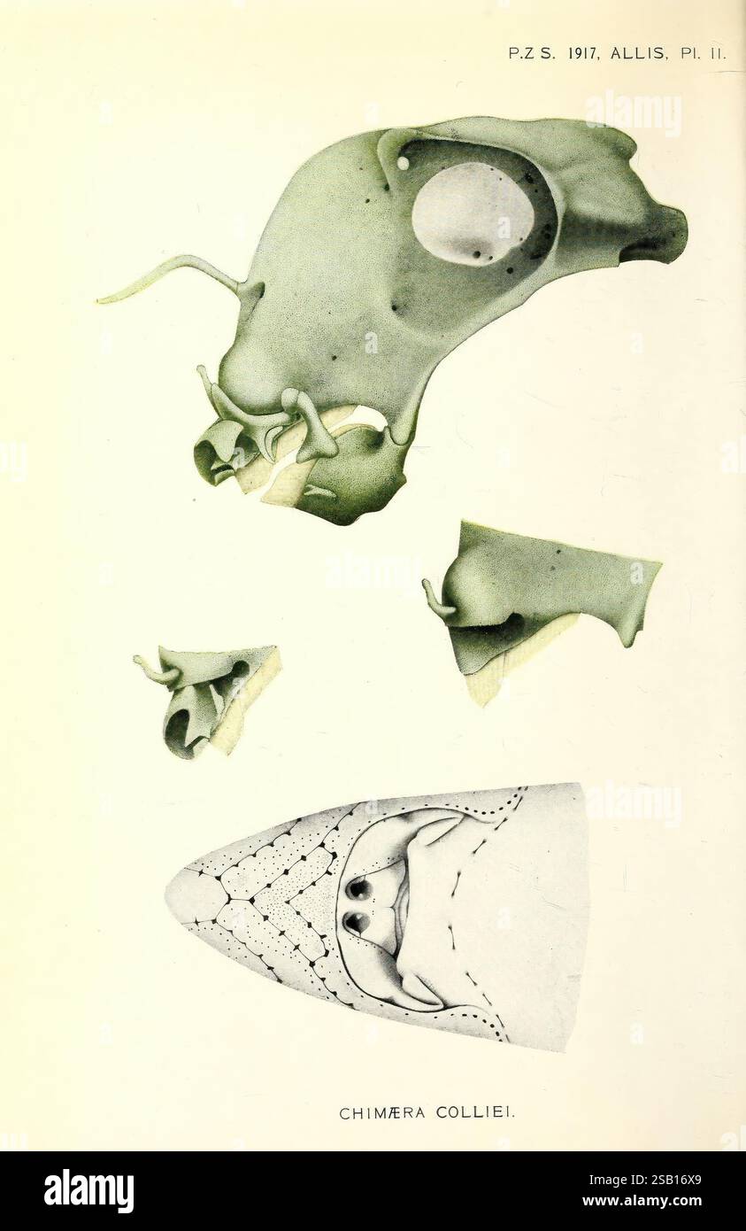 Chimera colliei hi-res stock photography and images - Alamy