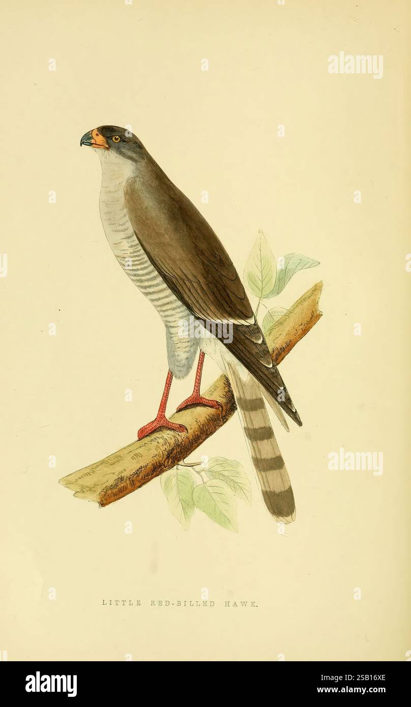 Little red billed hawk hi-res stock photography and images - Alamy