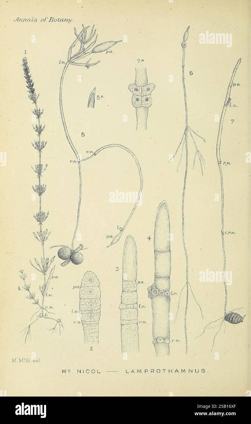 Annals of Botany, London, botany, periodicals, plants, The illustration ...