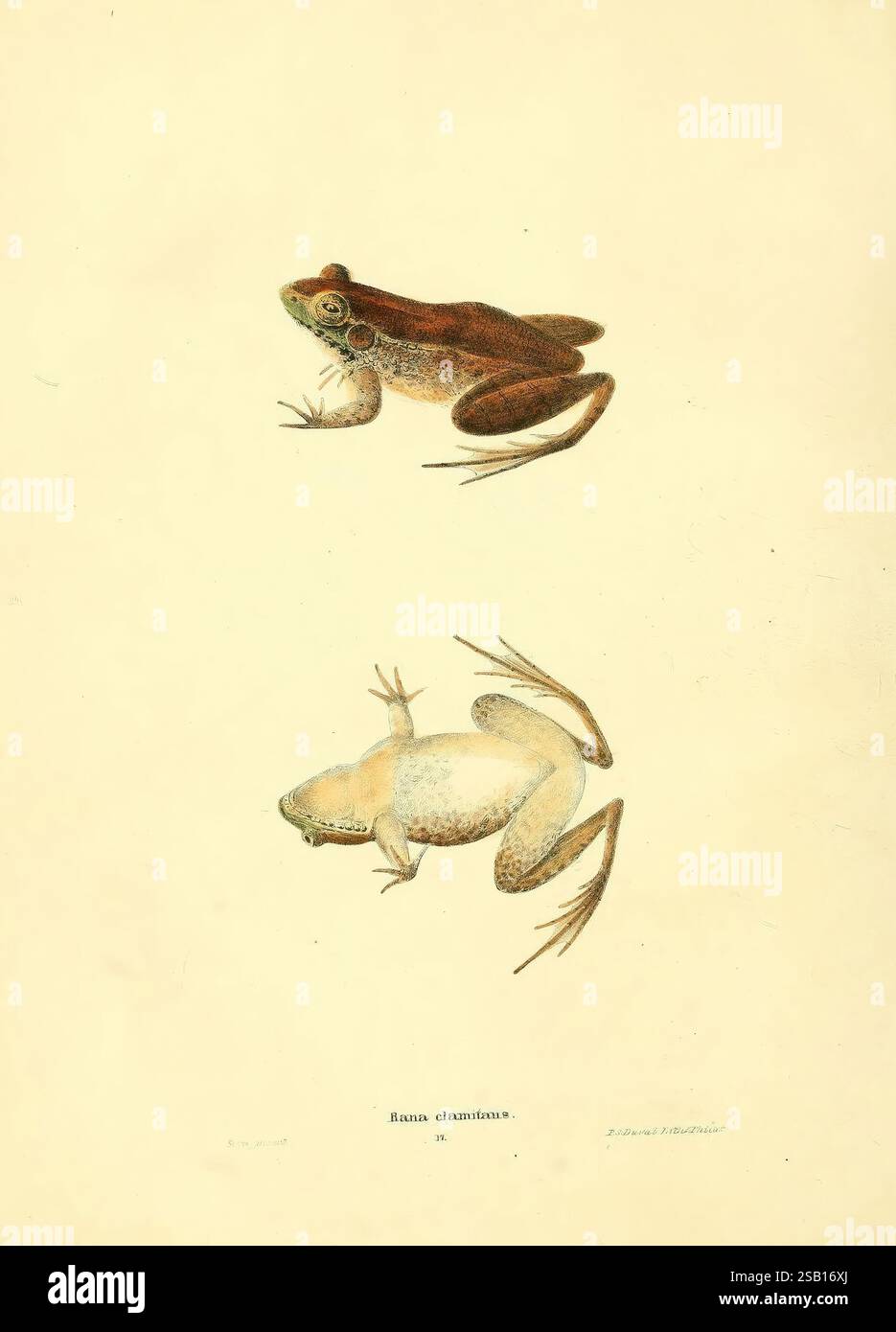 North American herpetology, v.3. Philadelphia, J. Dobson, 1836-1840 ...