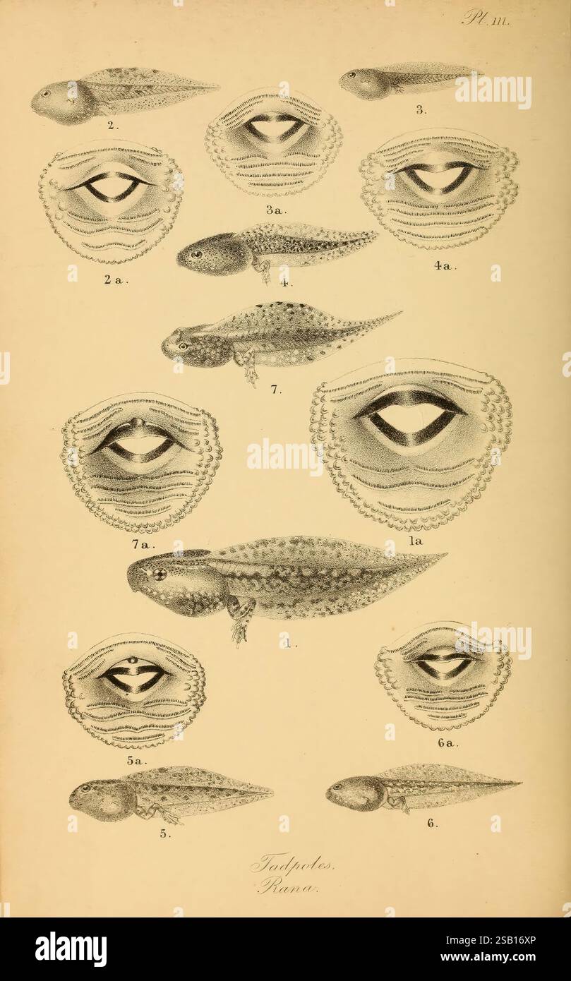 The tailless batrachians of Europe, v.1. London, 1897-98. Amphibians ...