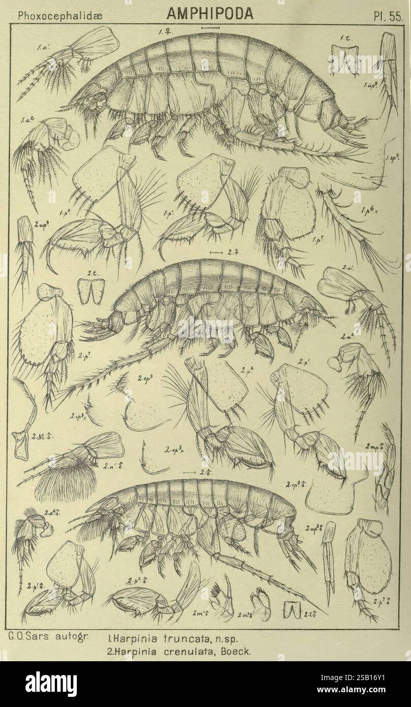 Family amphipoda hi-res stock photography and images - Alamy