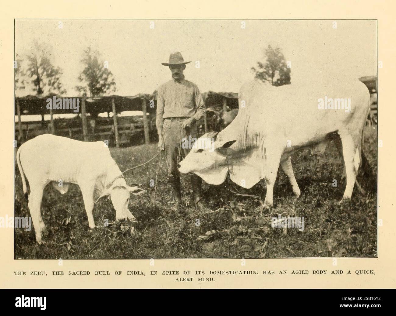 Confidently beside two zebu cattle hi-res stock photography and images ...