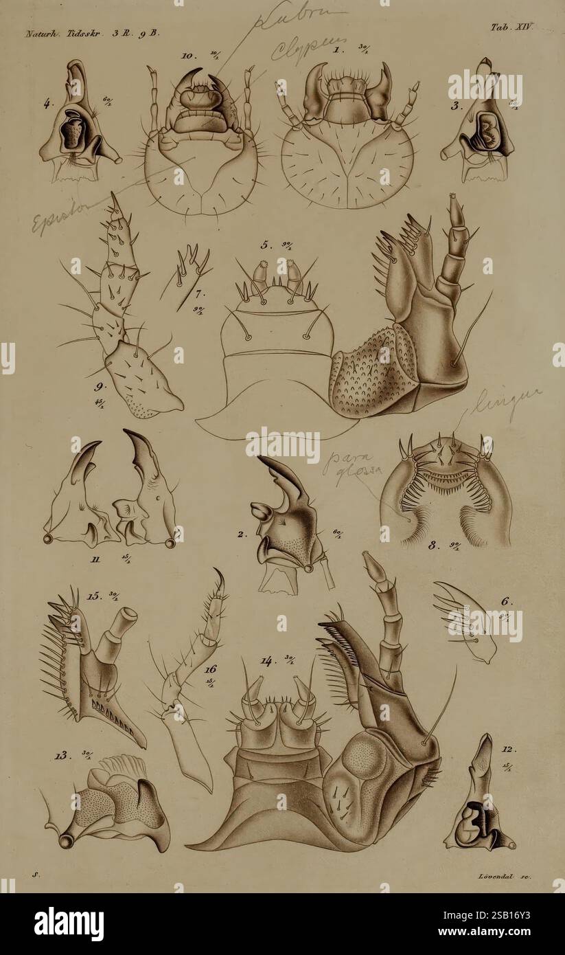 Diversity of insect forms hi-res stock photography and images - Alamy