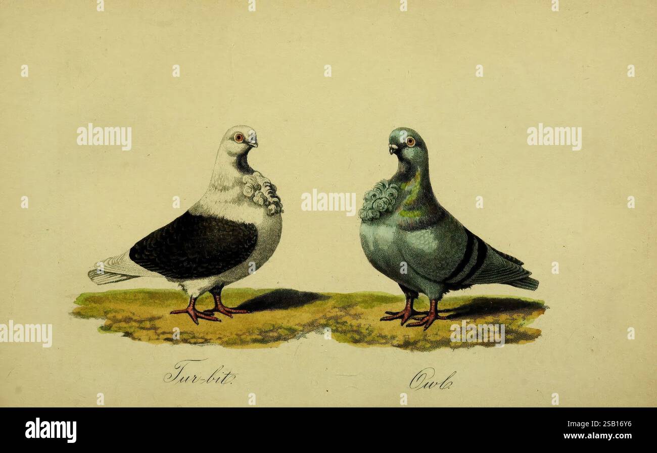 Turbit pigeon showcases hi-res stock photography and images - Alamy