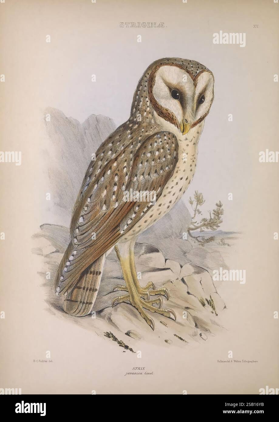 The genera of birds, 1849, birds, owl, behavior classification ...