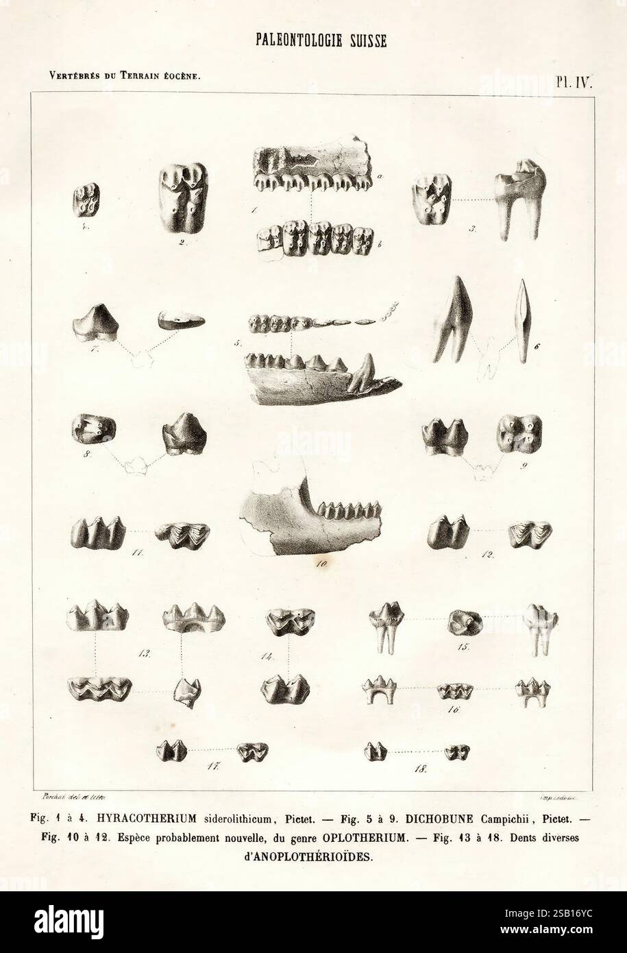 Animals dental characteristics hi-res stock photography and images - Alamy