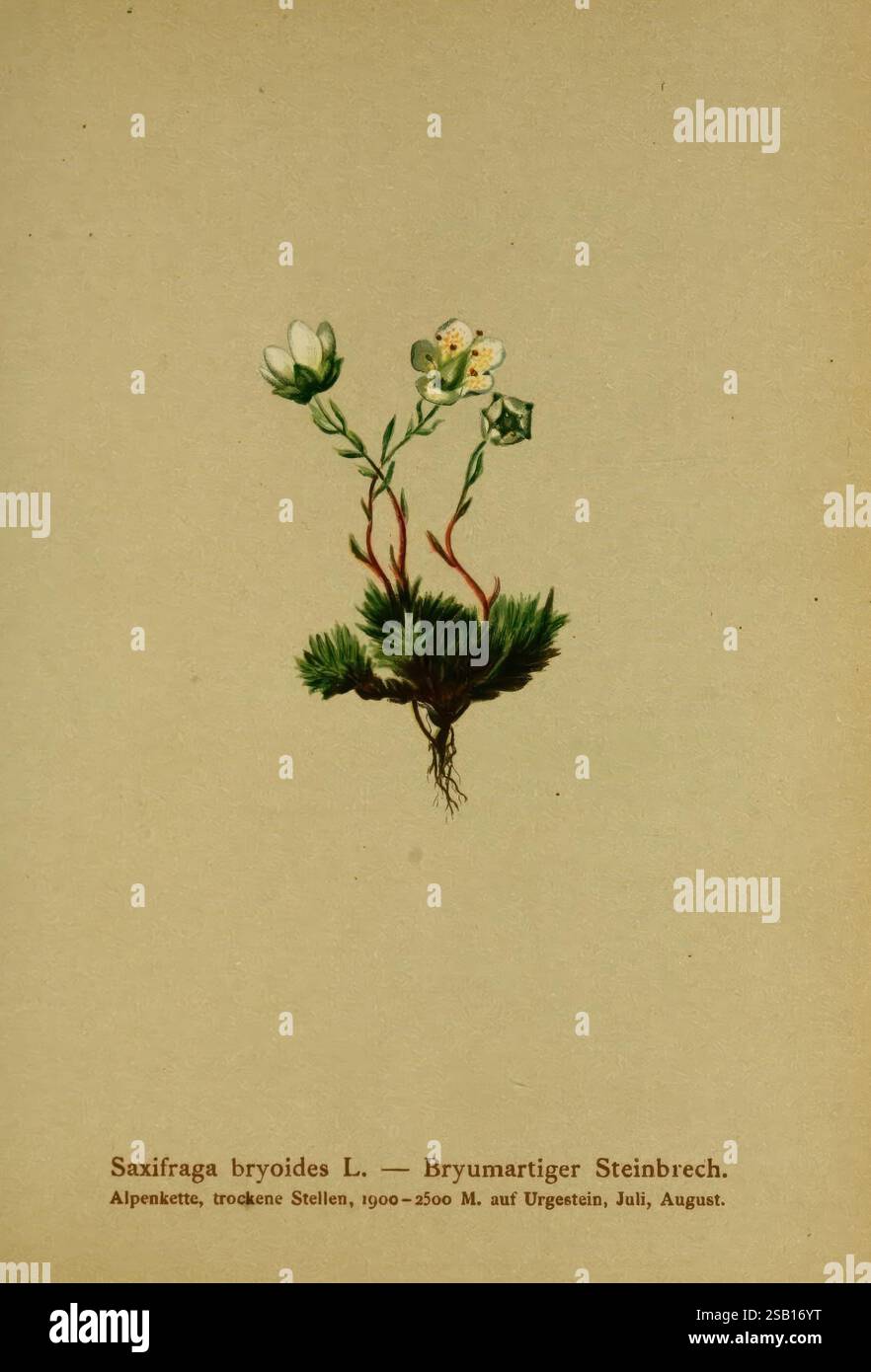 Atlas der Alpenflora, Wien, Alpenvereins, 1882, alps, atlases, mountain ...