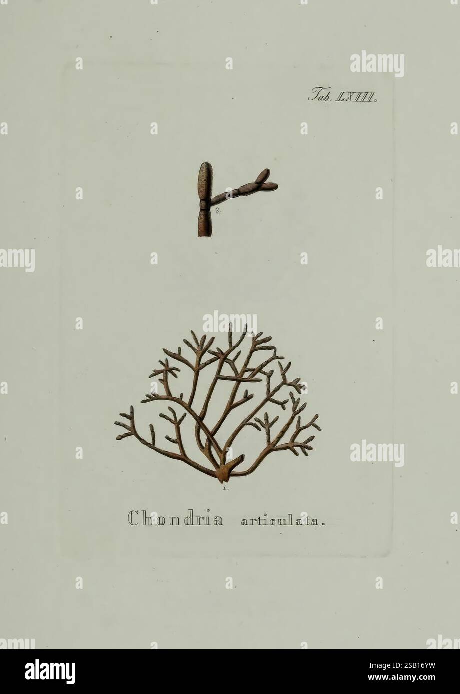 Chondria articulata hi-res stock photography and images - Alamy