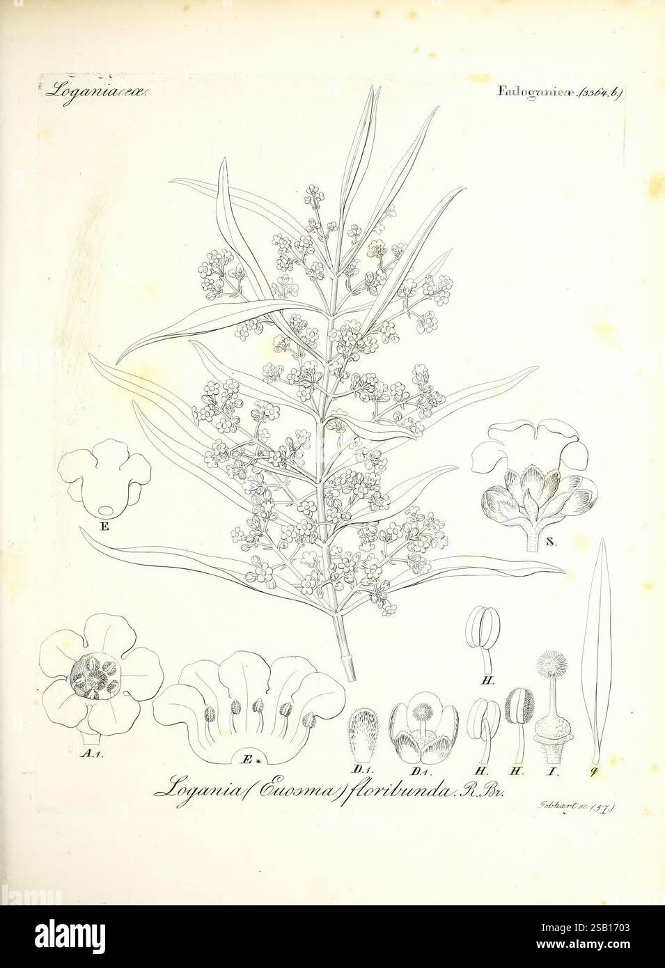 Iconographia generum plantarum Vindobonae F. Beck 1838 botany pictorial ...