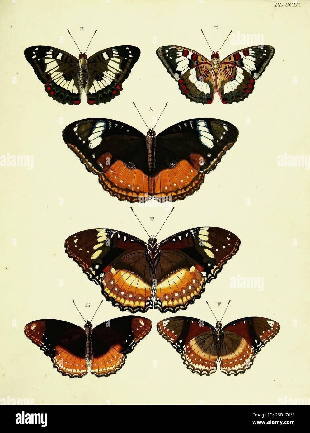 Top row features three butterflies labeled hi-res stock photography and ...