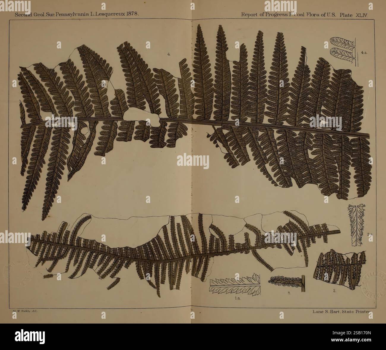 Description, of, the, coal, flora, of, the, Carboniferous, formation ...