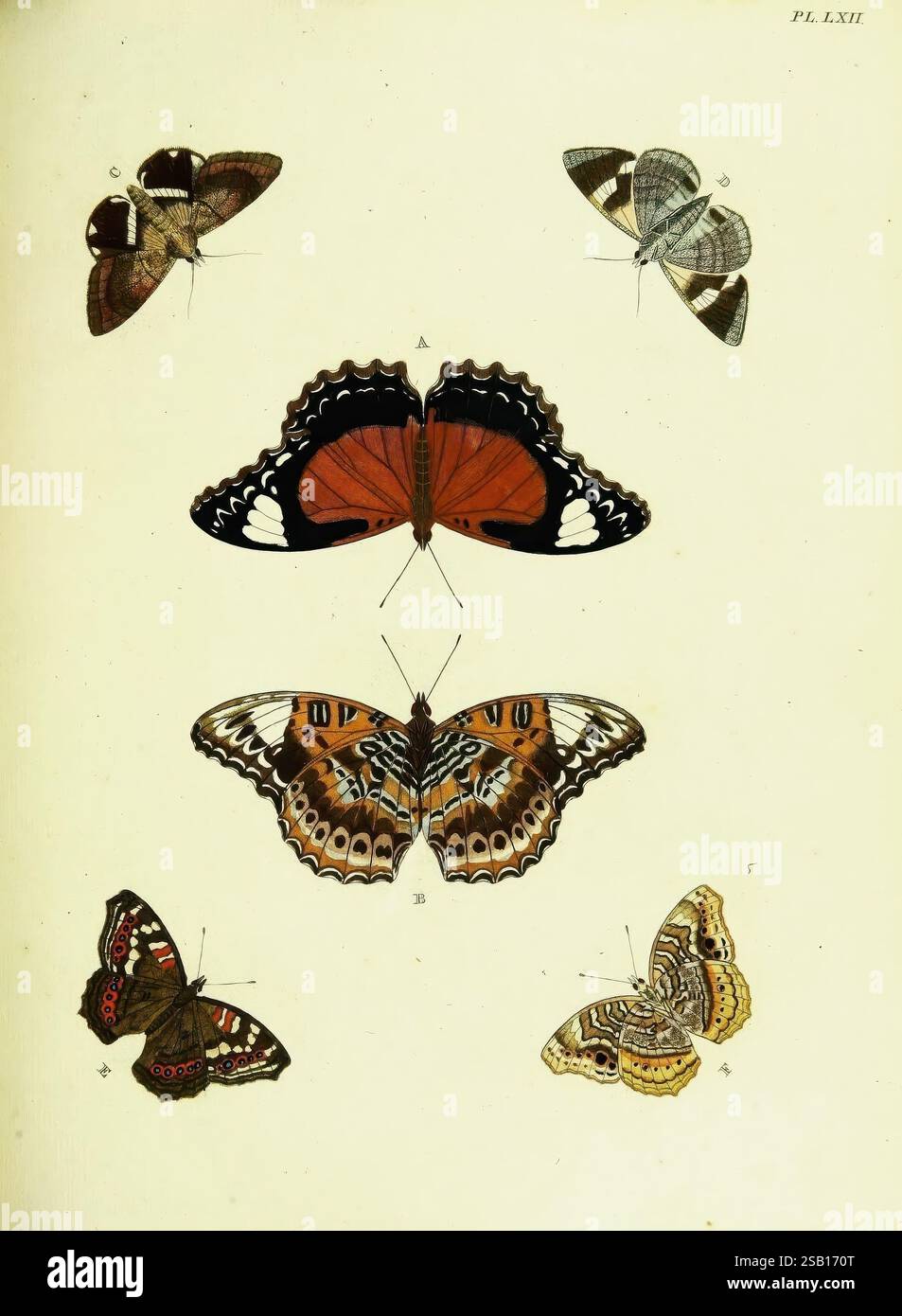 Bottom section features two smaller butterflies hi-res stock ...