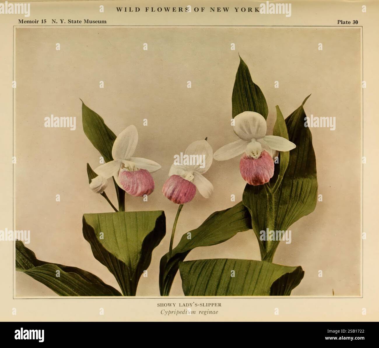 Distinctive pink pouch hi-res stock photography and images - Alamy