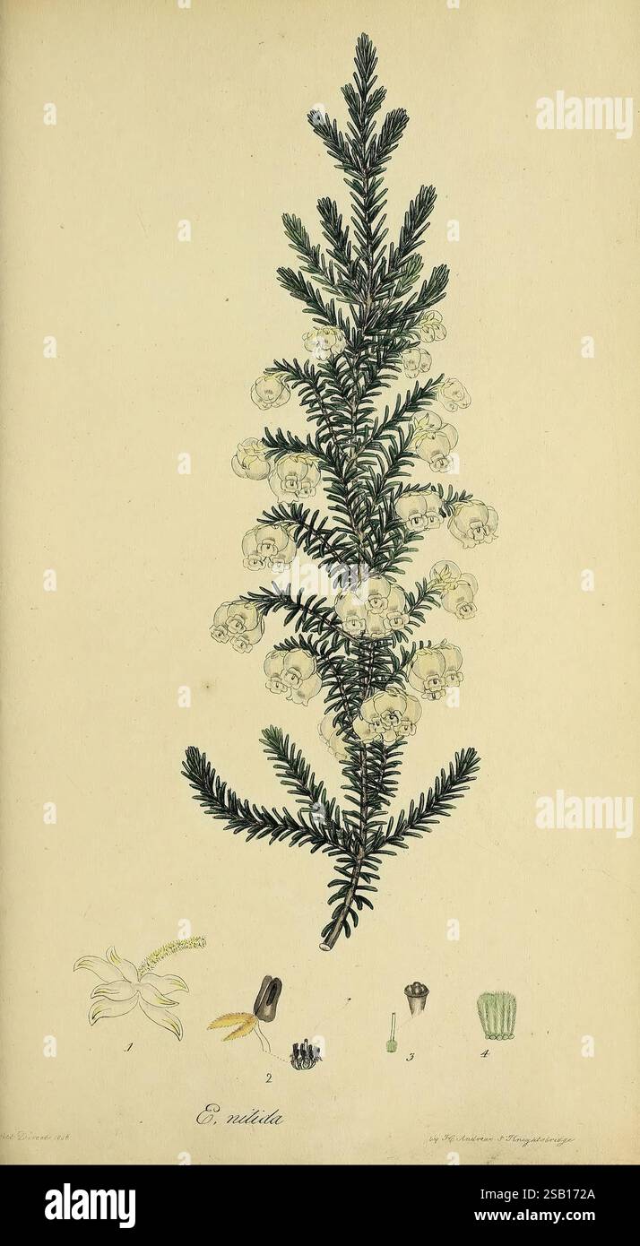 The heathery, or A monograph of the genus Erica, London, Henry G. Bohn ...