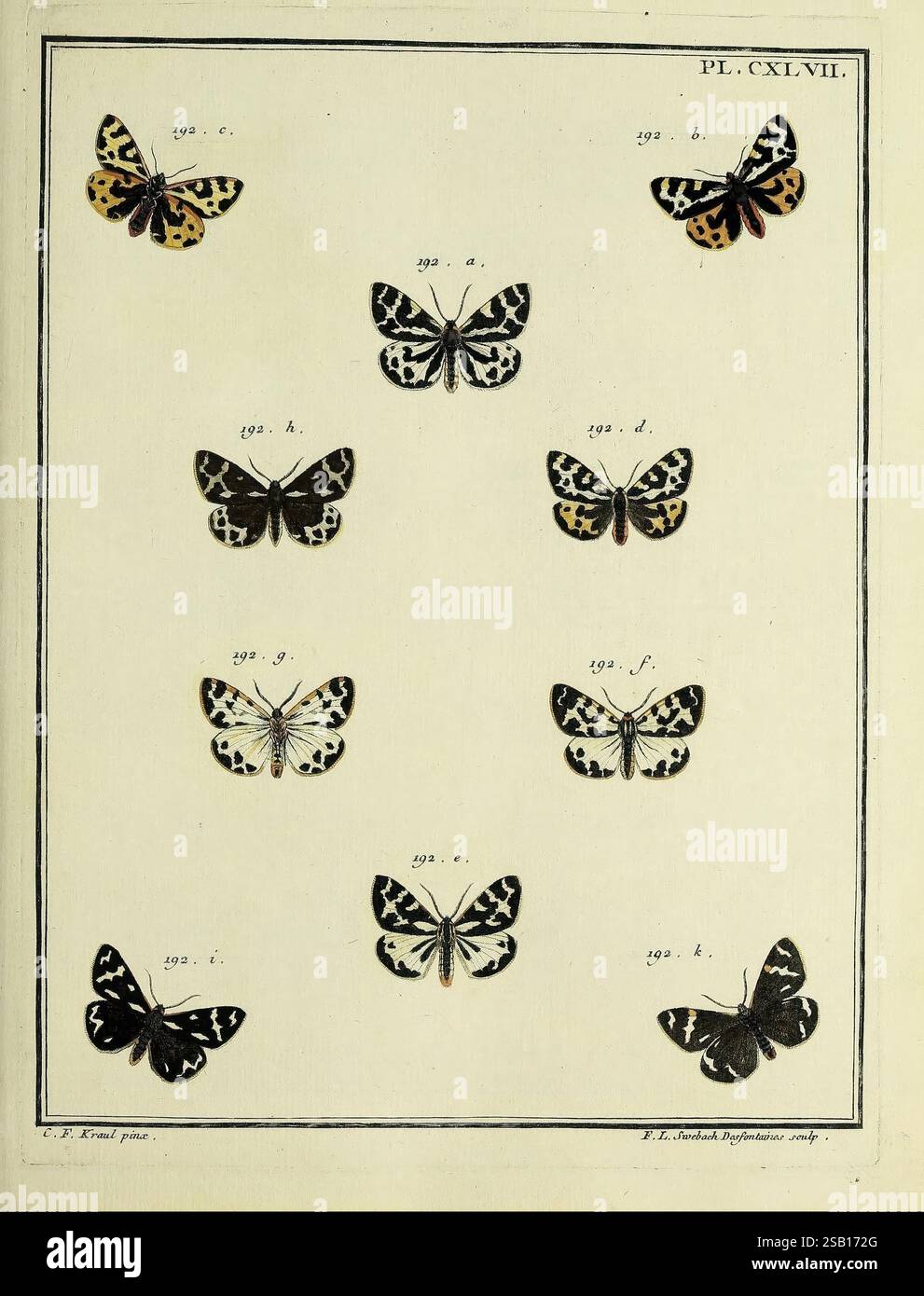 Nine butterfly specimens hi-res stock photography and images - Alamy