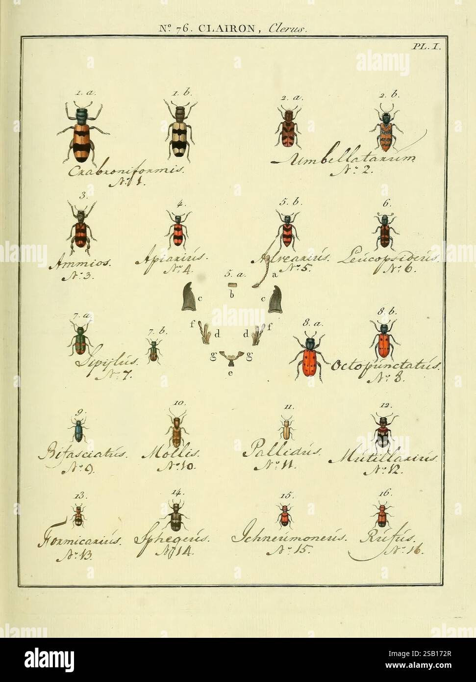 Presenting multiple insects hi-res stock photography and images - Alamy