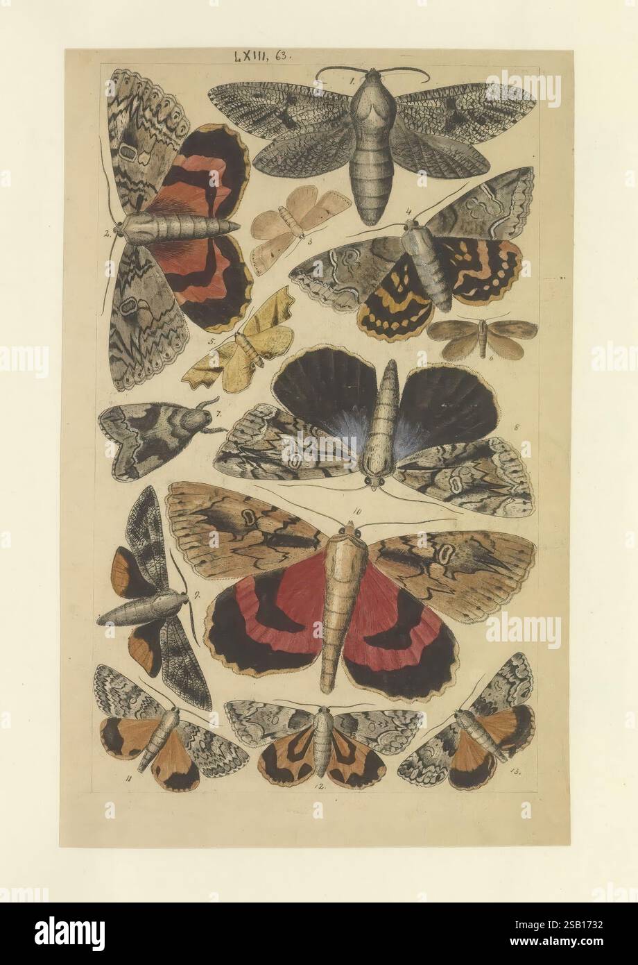 Moths exhibit diverse wing shapes hi-res stock photography and images ...
