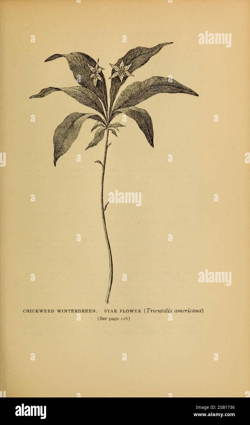 Harper's Guide to Wild Flowers New York Harper 1912 United States ...
