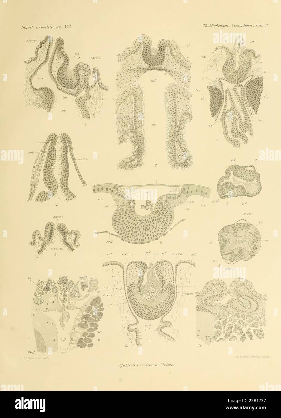 The, Danish, Ingolf-Expedition, Copenhagen, H. Hagerup, 1899-1928 ...