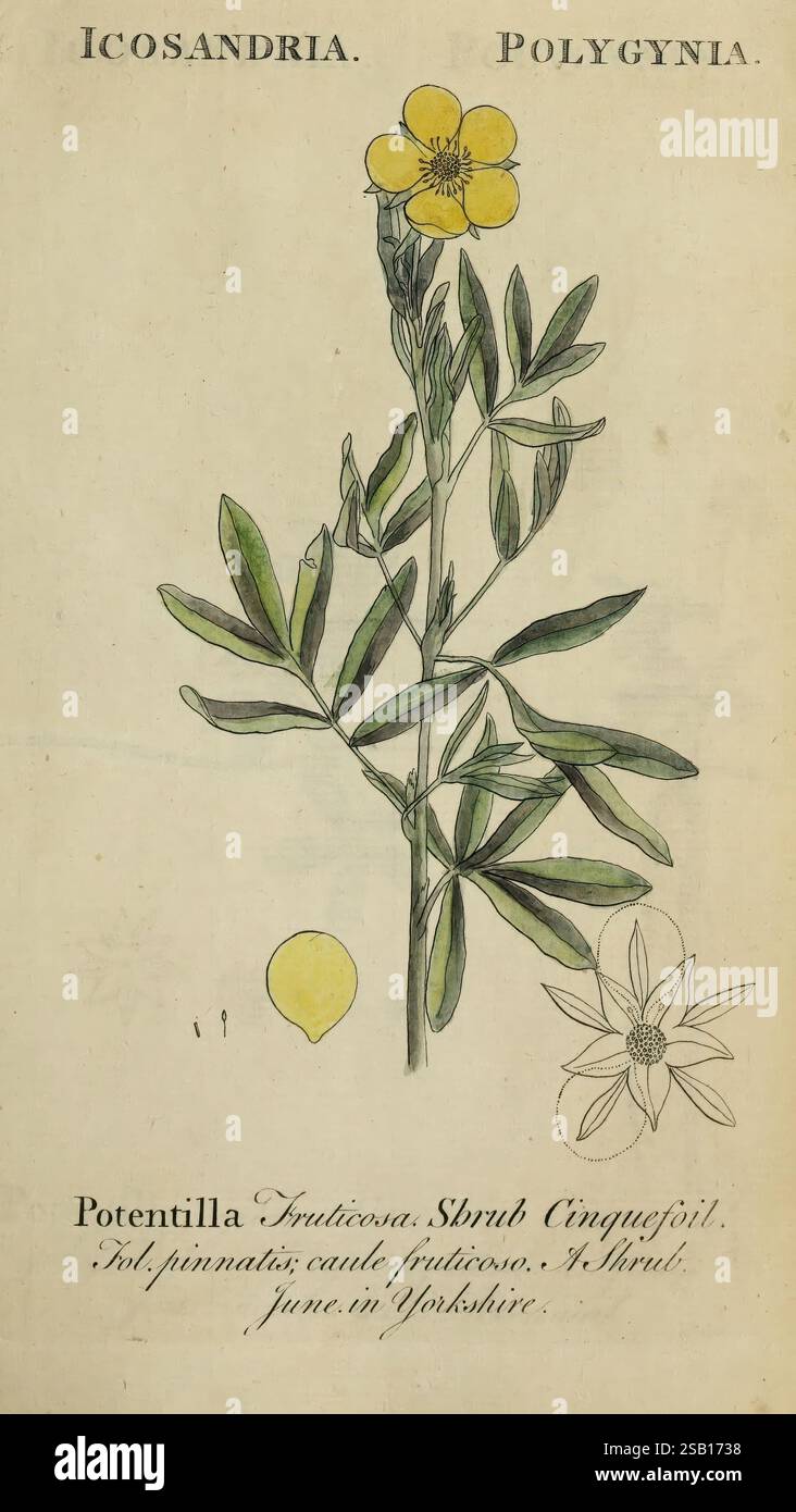 Fruticoso hi-res stock photography and images - Alamy