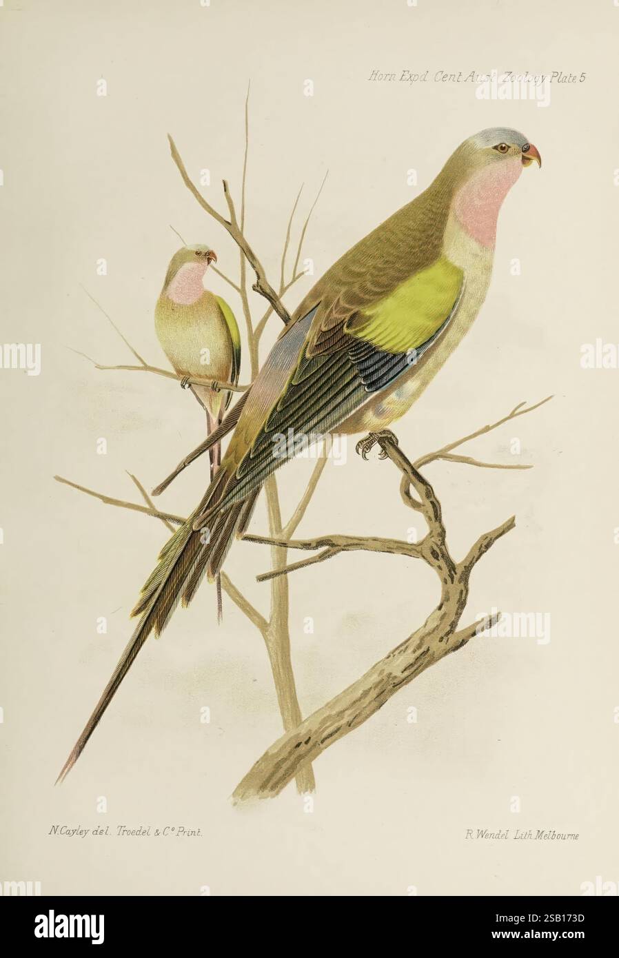 Spathopterus hi-res stock photography and images - Alamy