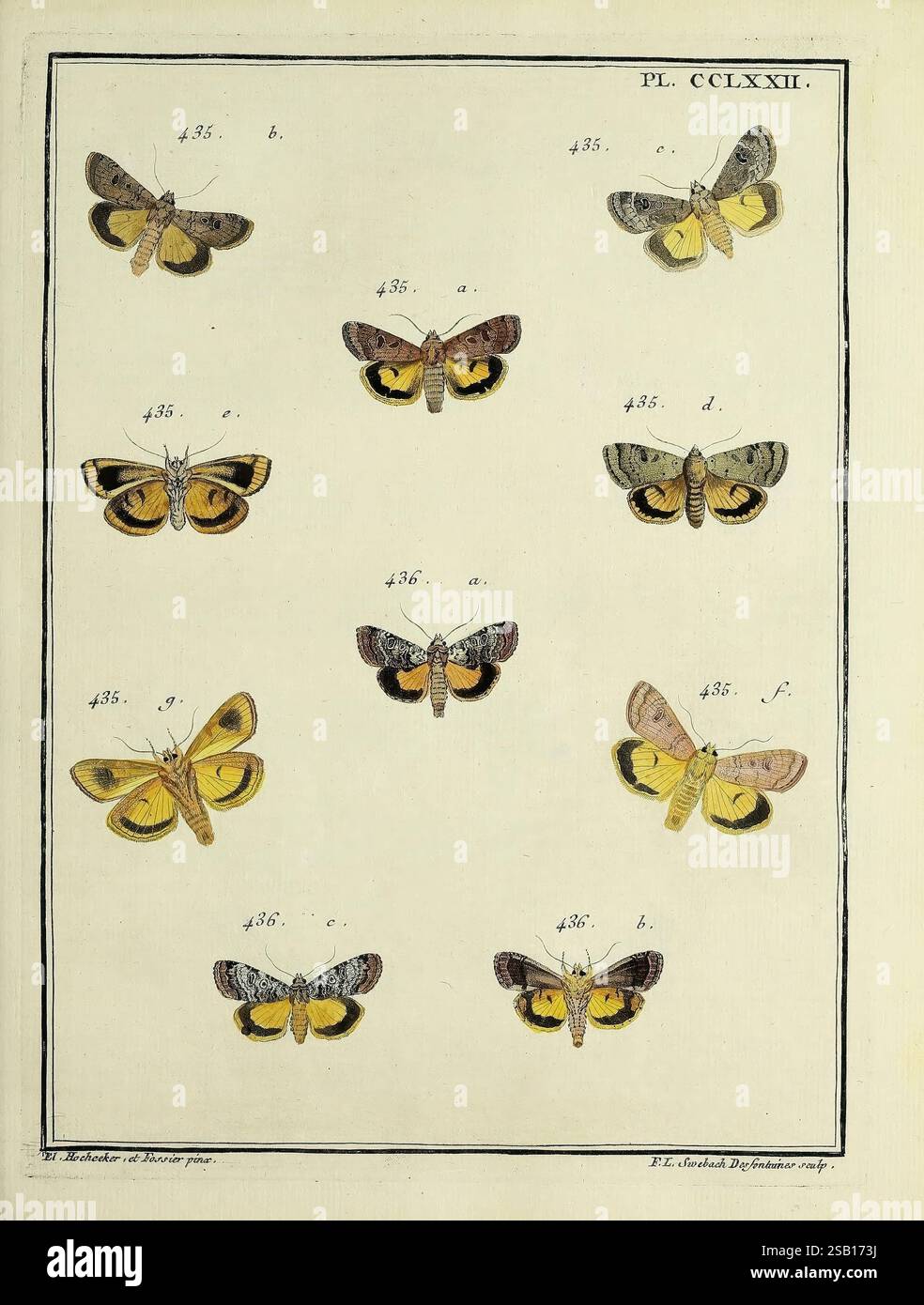 Papillons d'Europe, peints d'après nature, A Paris, Chez P.M ...
