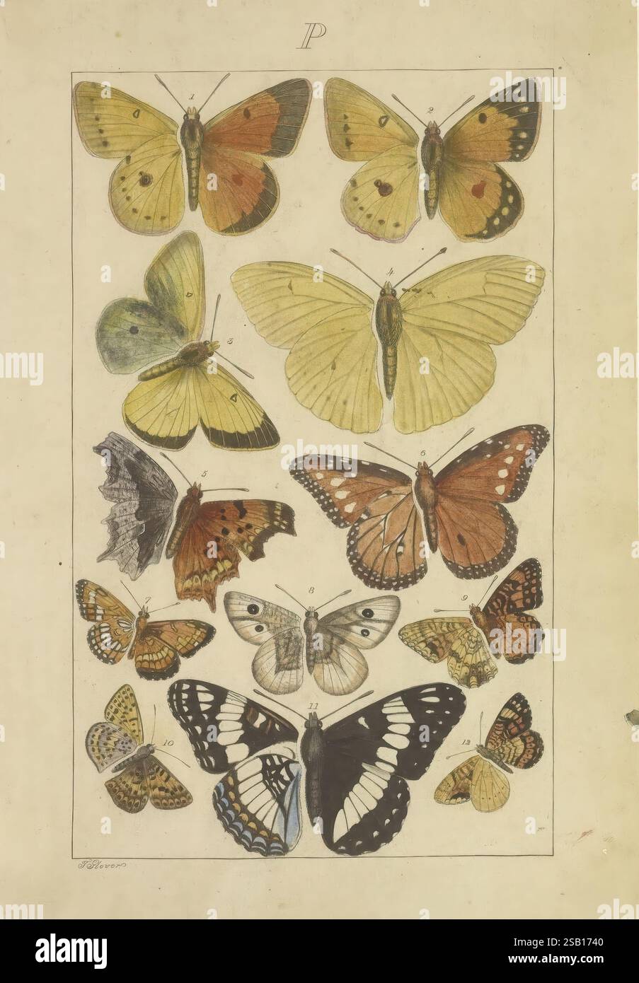 Various butterflies showcased hi-res stock photography and images - Alamy