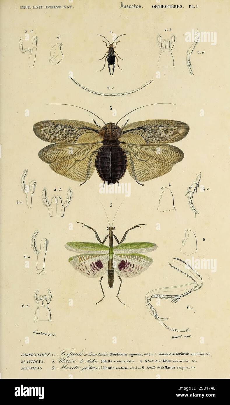 Visual depicts intricate illustrations hi-res stock photography and ...