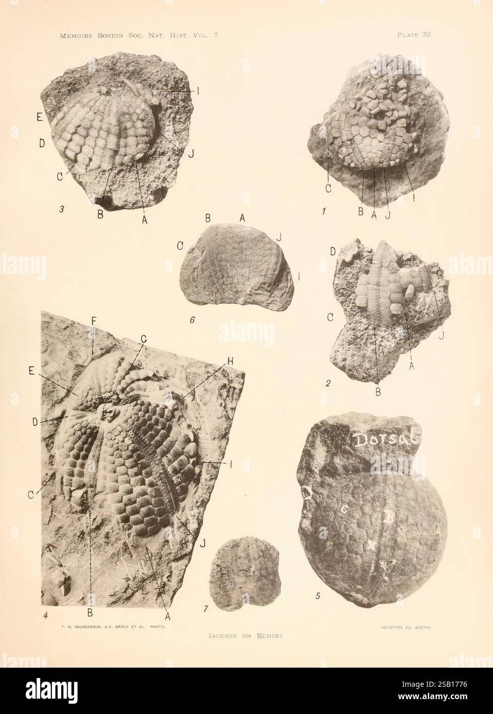Various fossilized echinoderms hi-res stock photography and images - Alamy
