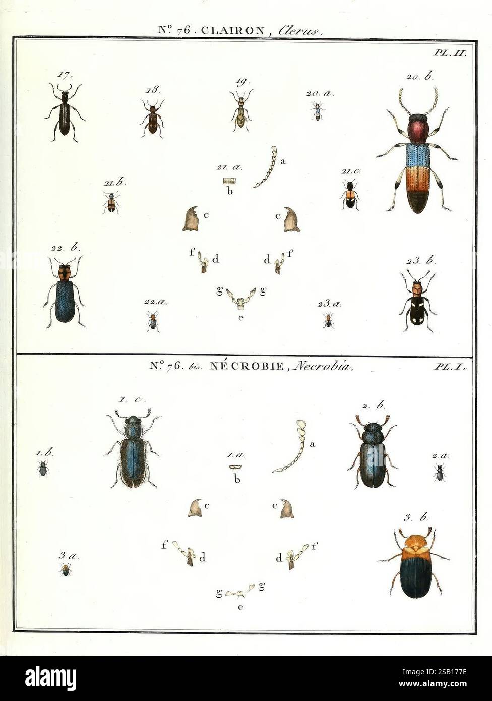 Prominently beetles hi-res stock photography and images - Alamy