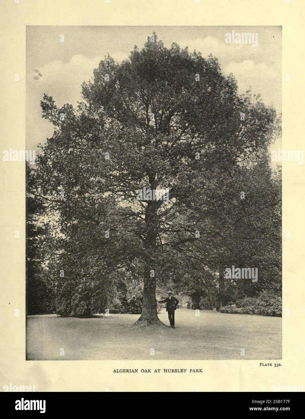 Tall algerian oak hi-res stock photography and images - Alamy