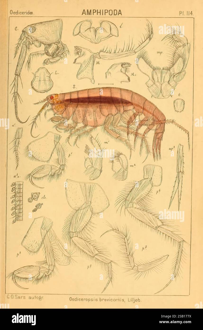 Various anatomical structures associated hi-res stock photography and ...