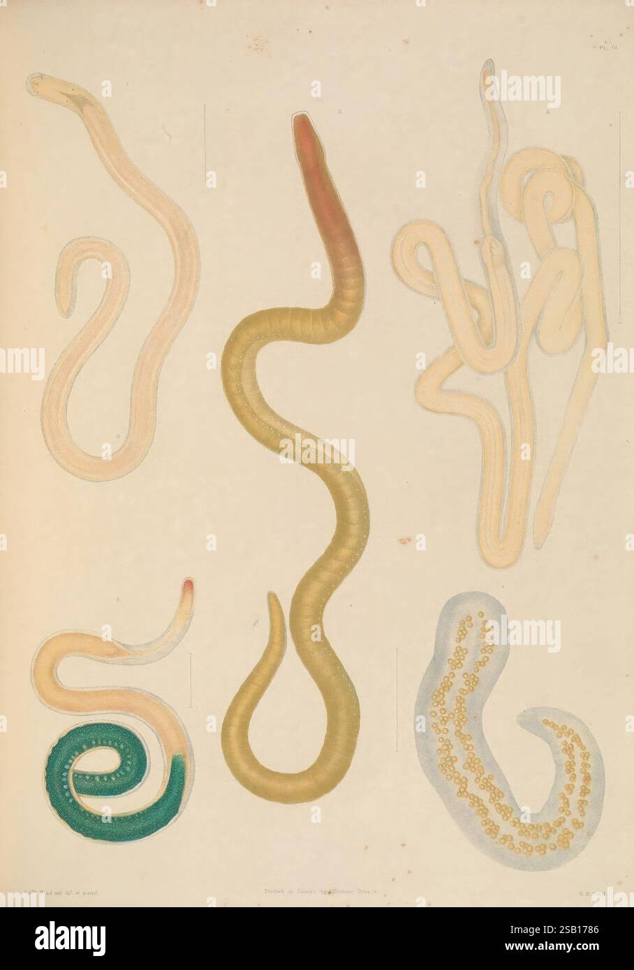 Predominantly pale tones hi-res stock photography and images - Alamy