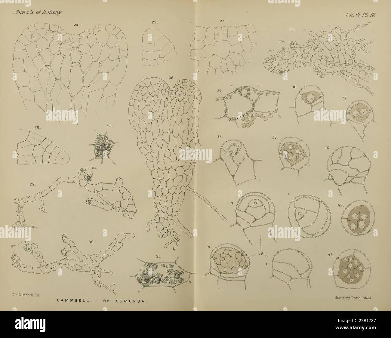 Annals of botany, London Botany Periodicals Plants, This illustration ...