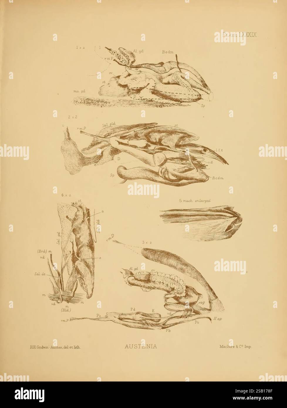 Land and freshwater Mollusca of India London, Taylor and Francis, 1882 ...
