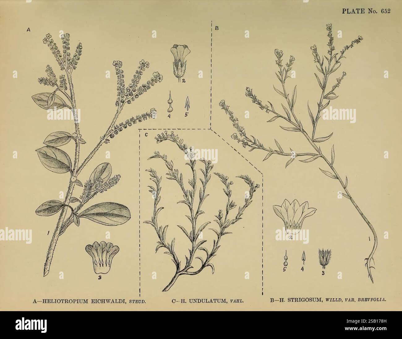 Indian medicinal plants Bahadurganj, India, Sudhindra Nath Basu, Panini ...