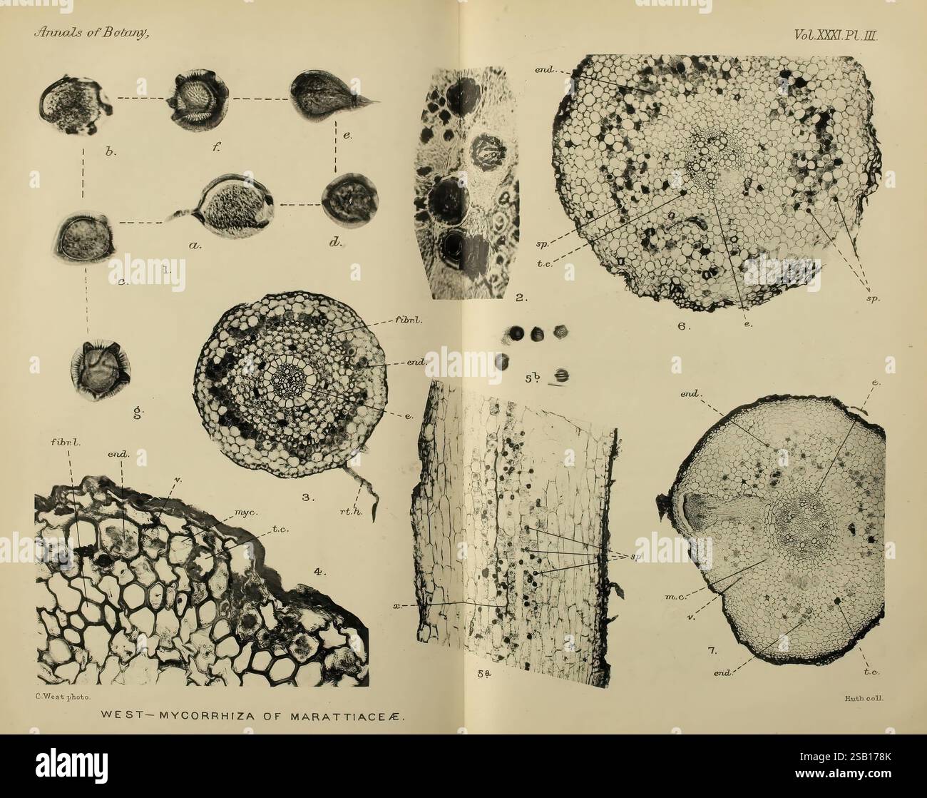Various microscopic cross sections hi-res stock photography and images - Alamy