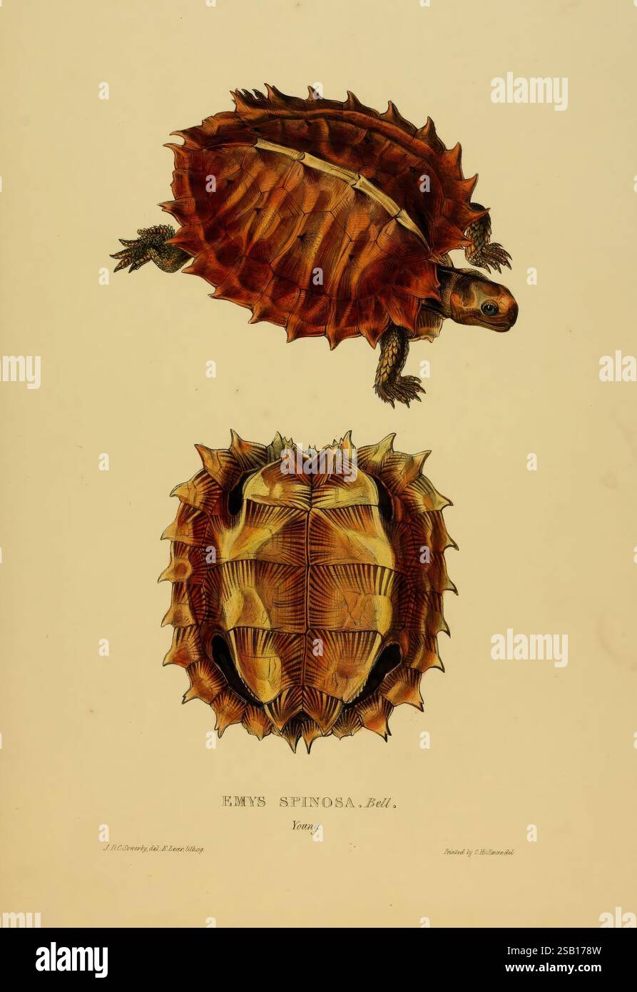 Tortoises, Terrapins, Turtles, London, Paris, Frankfort, H. Sotheran, J ...