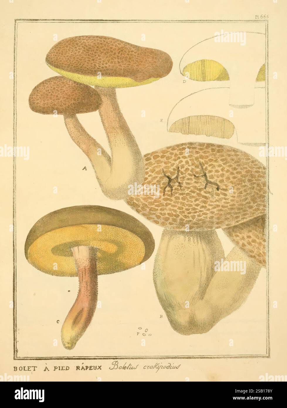 Rapeux hi-res stock photography and images - Alamy