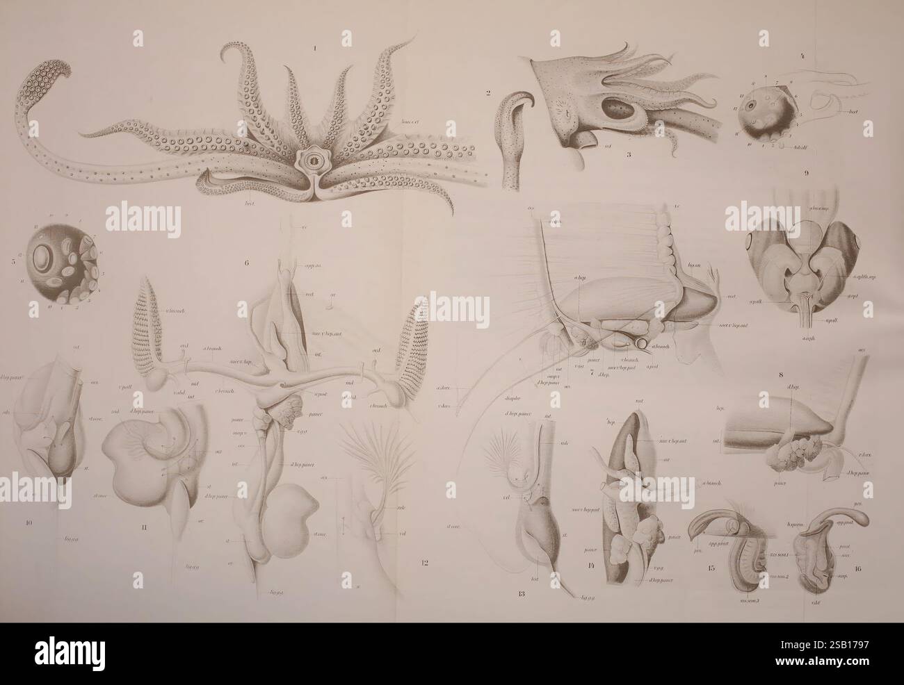The Cephalopod Atlas, 1975. Cephalopoda, Cranchia scabra, A detailed ...